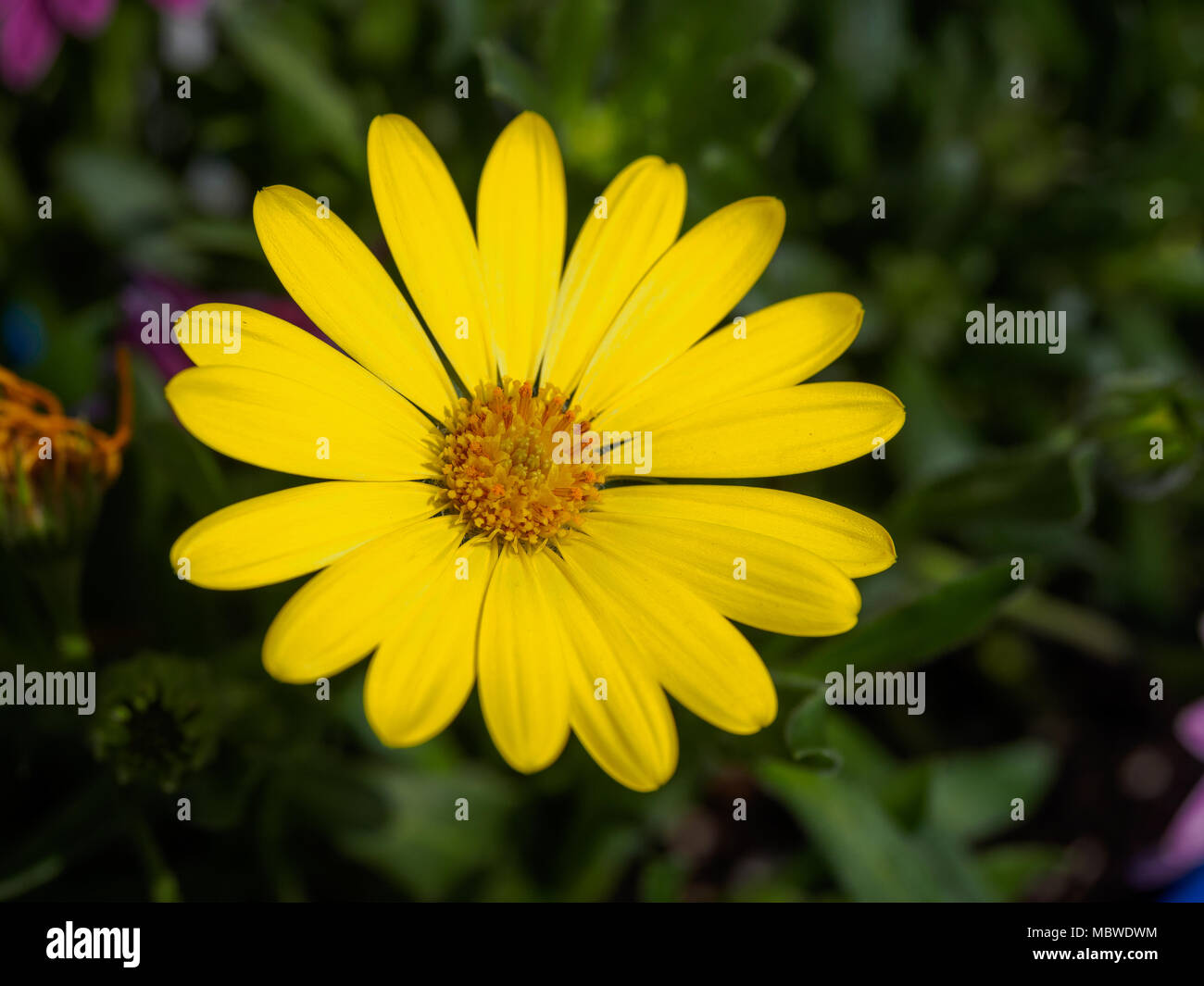 Spring background with beautiful yellow flowers Stock Photo - Alamy