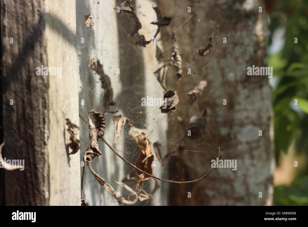 Realistic green leaves falling hi-res stock photography and images - Alamy