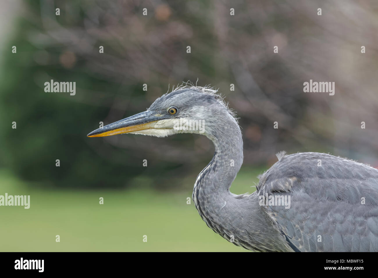 Heron side profile hi-res stock photography and images - Alamy