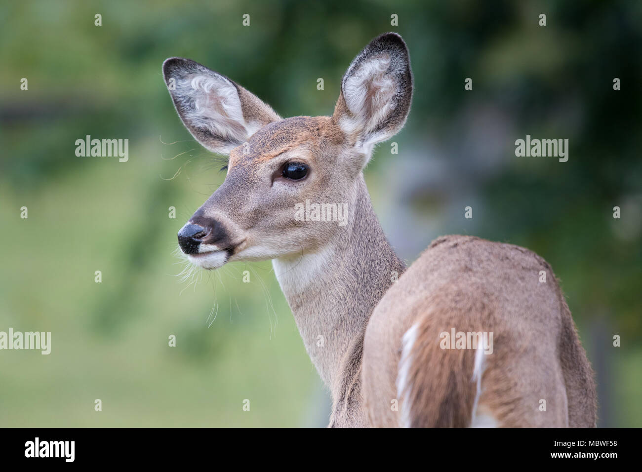 Female Whitetail Deer closeup with green background Stock Photo - Alamy