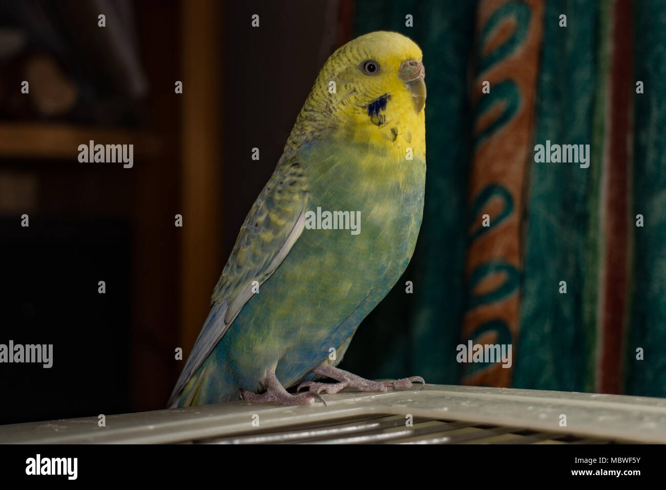 Female budgie hi-res stock photography and images - Alamy