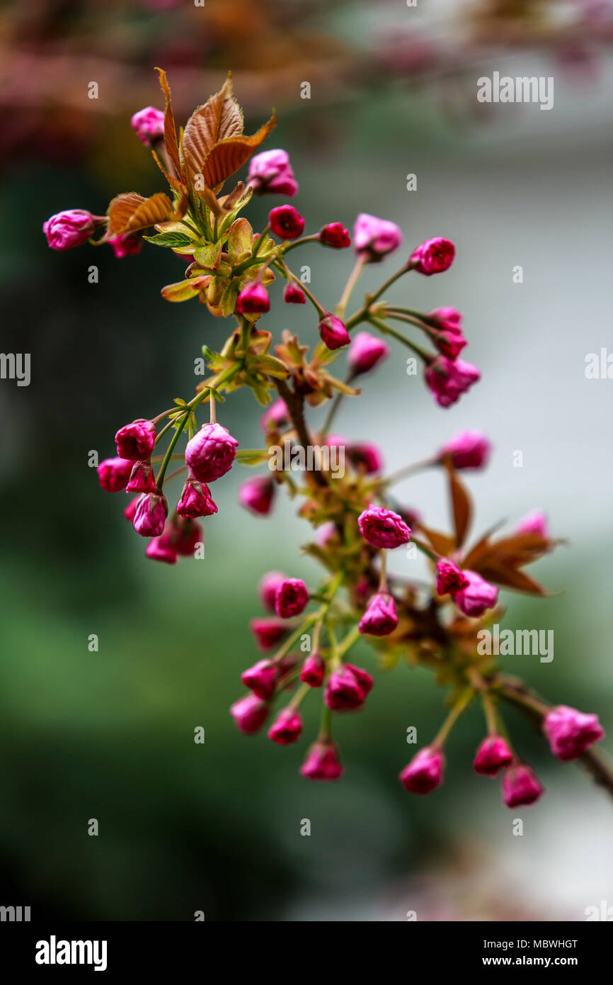 Budding cherry blossoms hi-res stock photography and images - Alamy