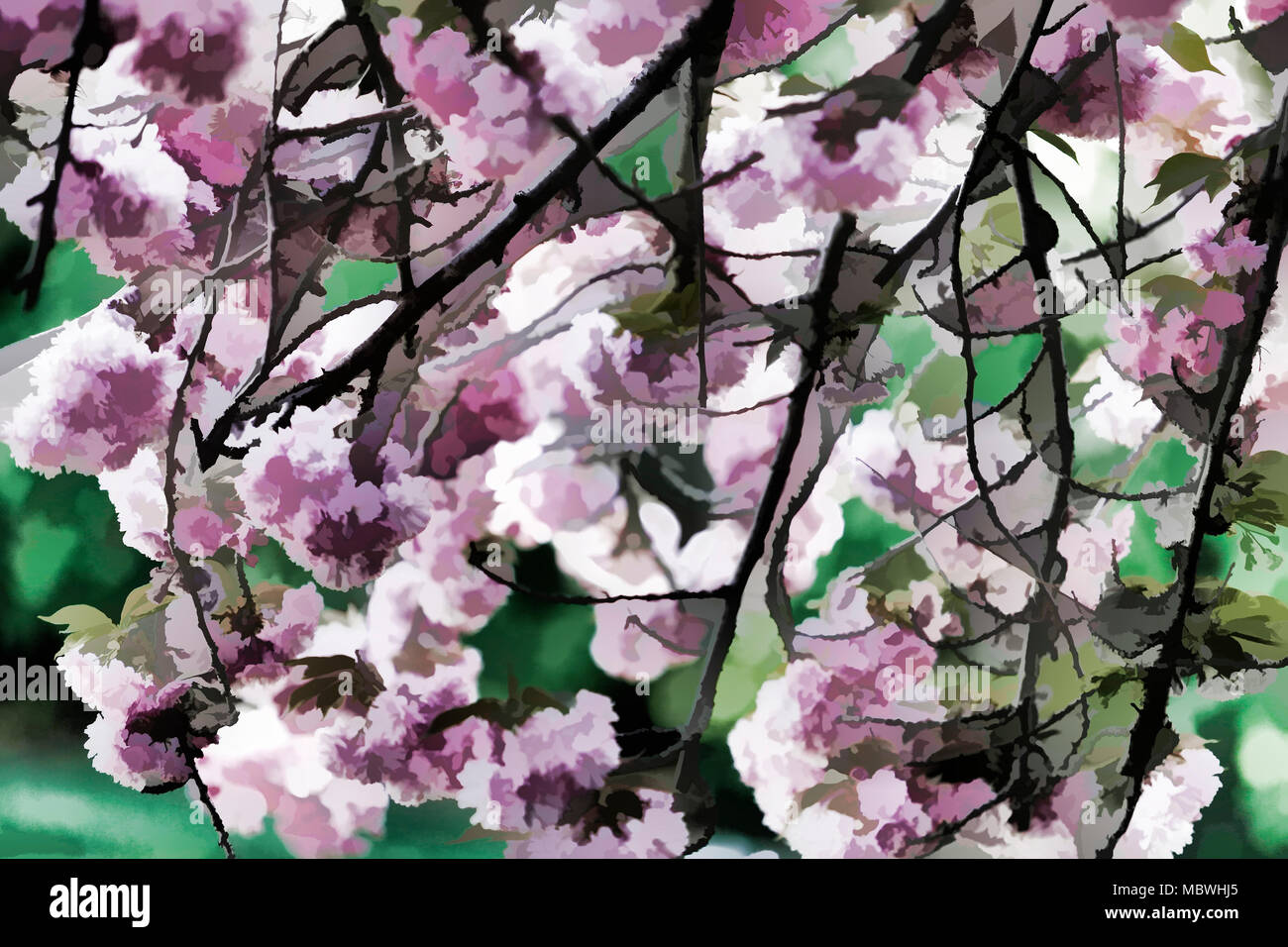 Cherry tree branches hi-res stock photography and images - Alamy