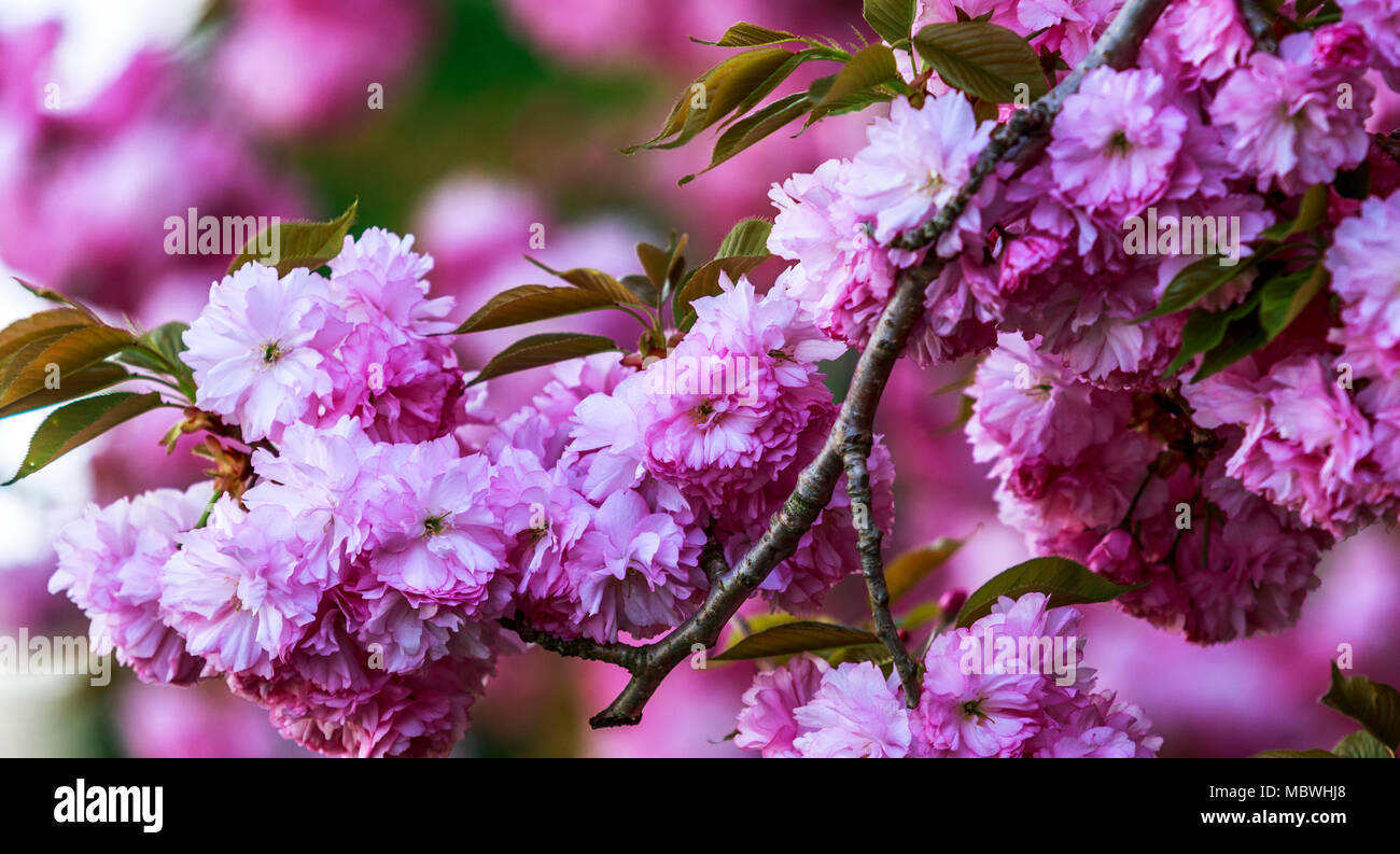 Abstract of blooming cherry tree branches Stock Photo - Alamy