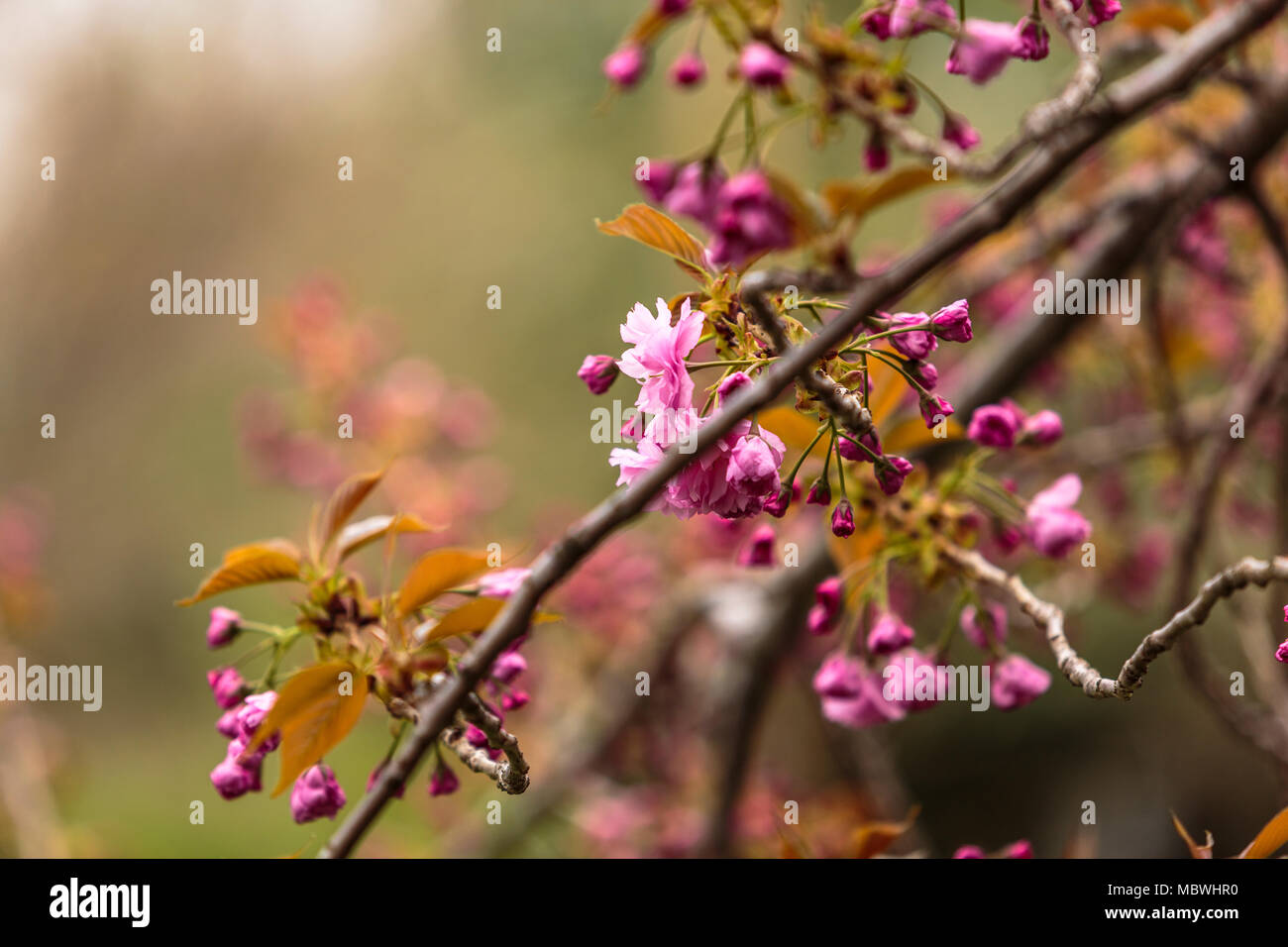 Blooming cherry tree branch Stock Photo - Alamy
