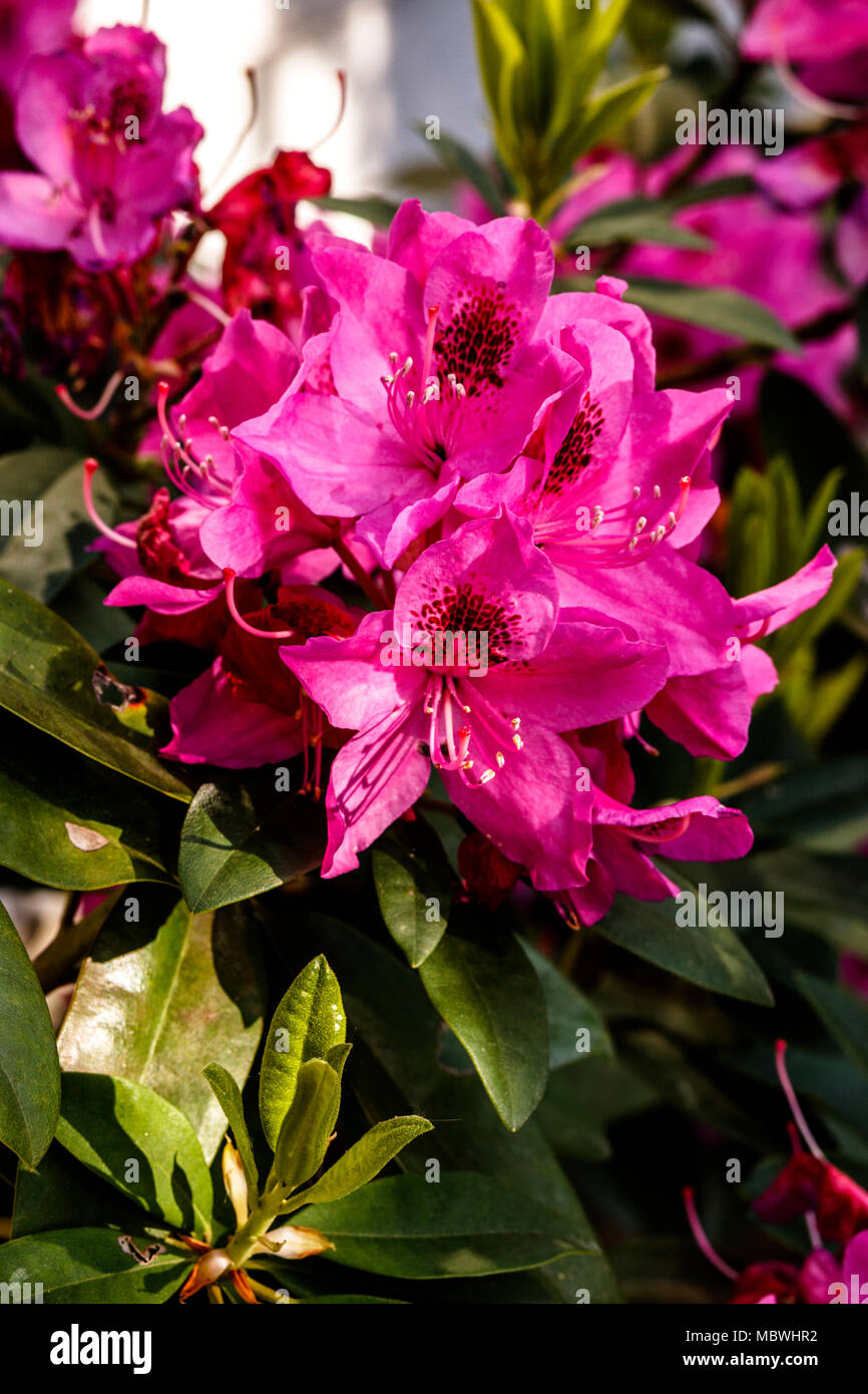 Rhododendron in morning sunlight Stock Photo - Alamy
