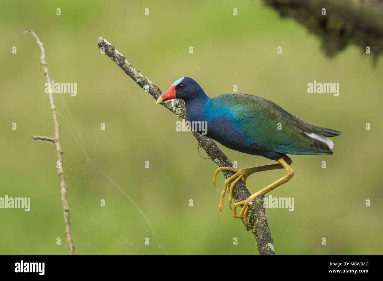 Purple thrush hi-res stock photography and images - Alamy