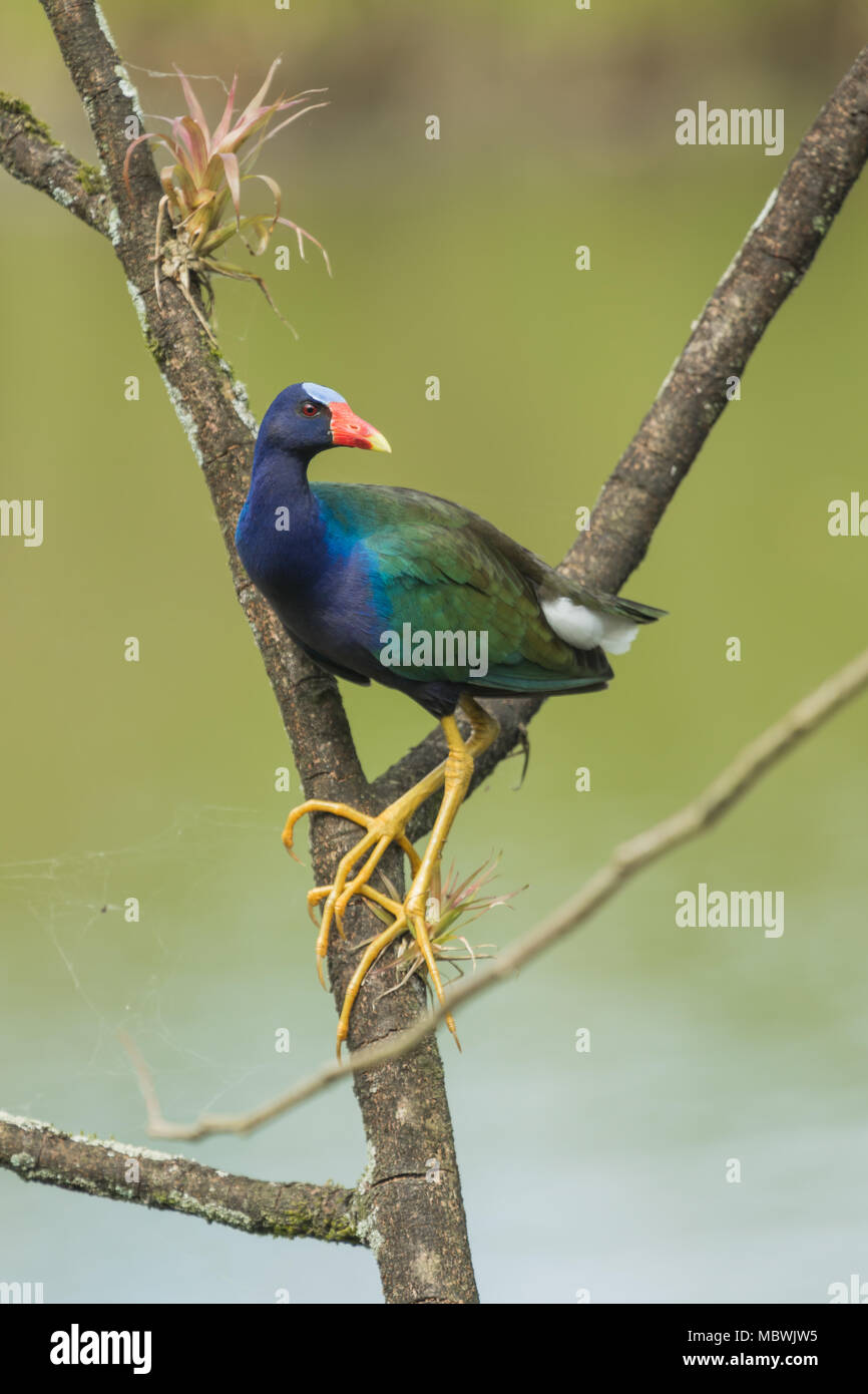 Purple thrush hi-res stock photography and images - Alamy