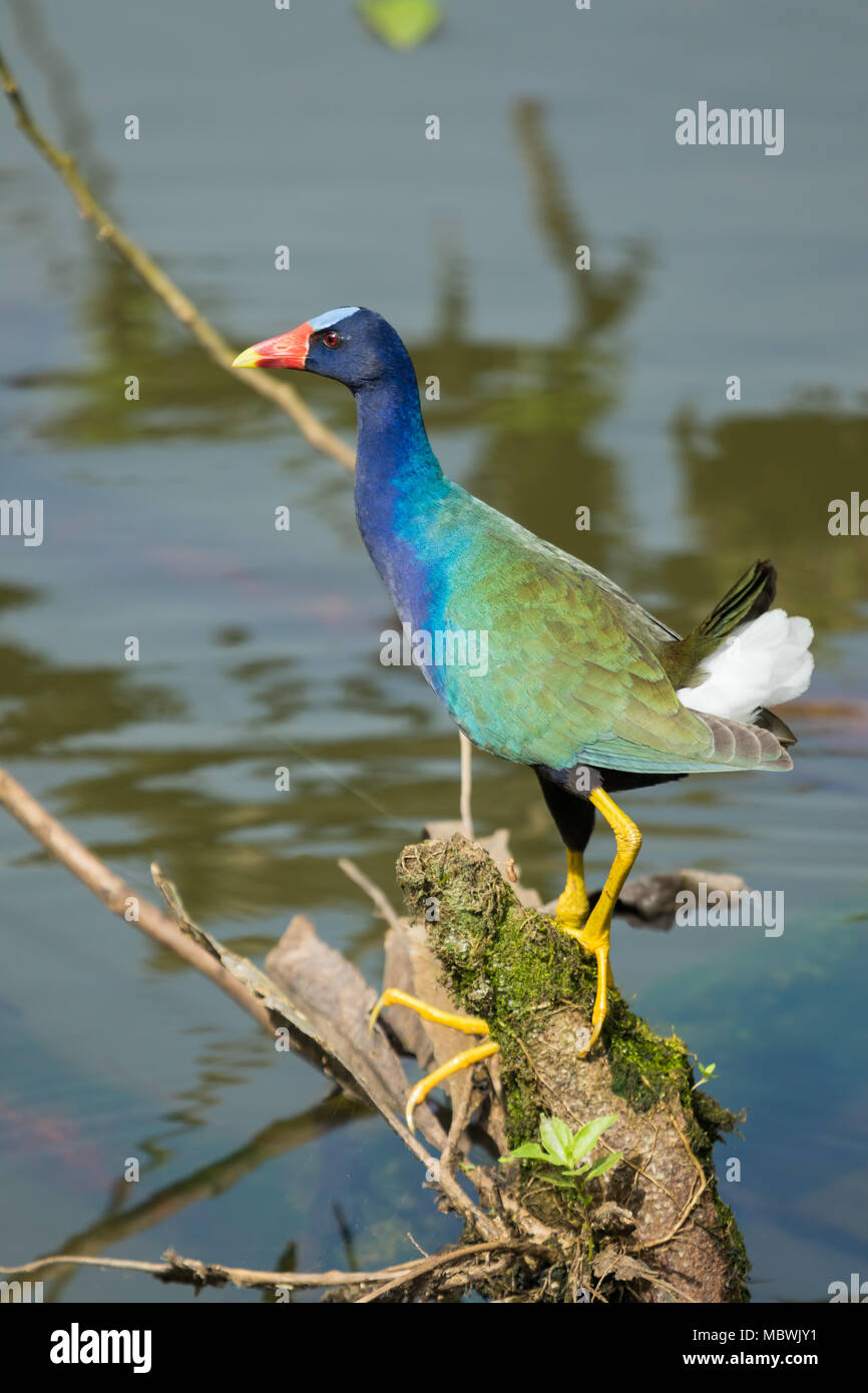 Purple thrush hi-res stock photography and images - Alamy