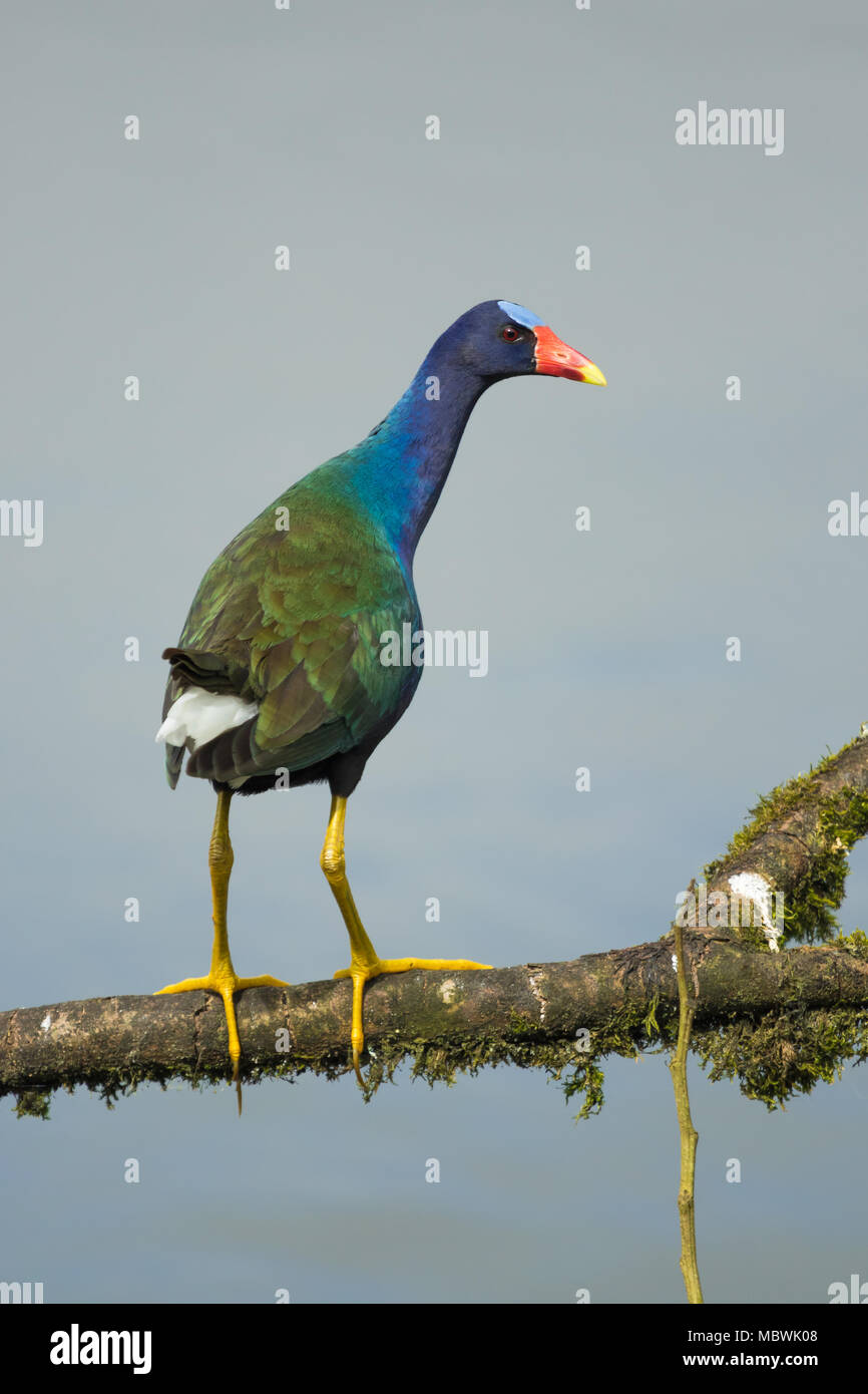 Purple thrush hi-res stock photography and images - Alamy