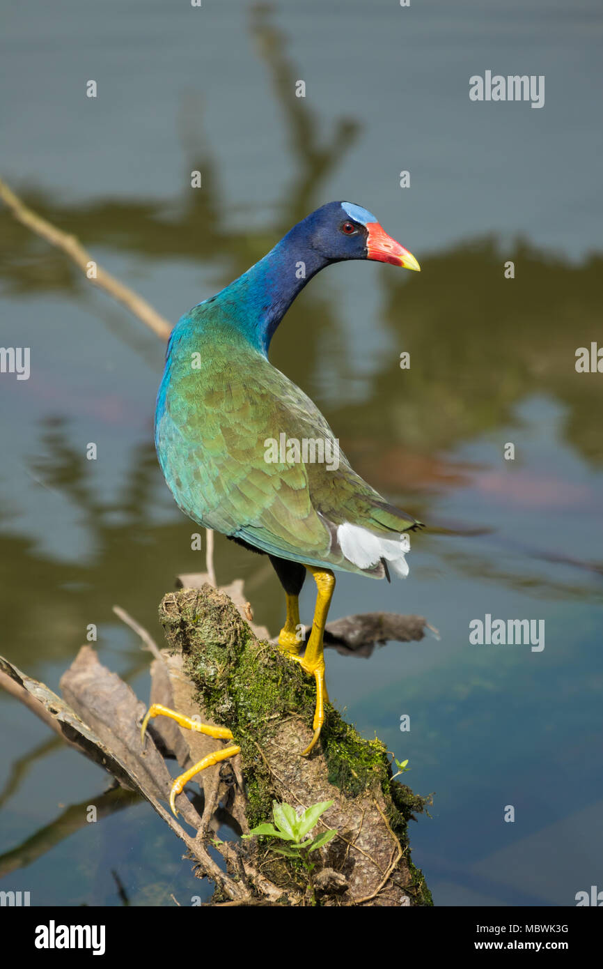 Purple thrush hi-res stock photography and images - Alamy