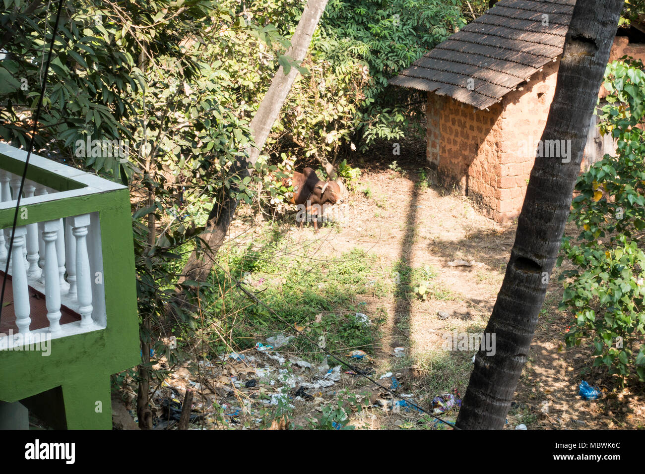 Goa coconut grove hi-res stock photography and images - Alamy