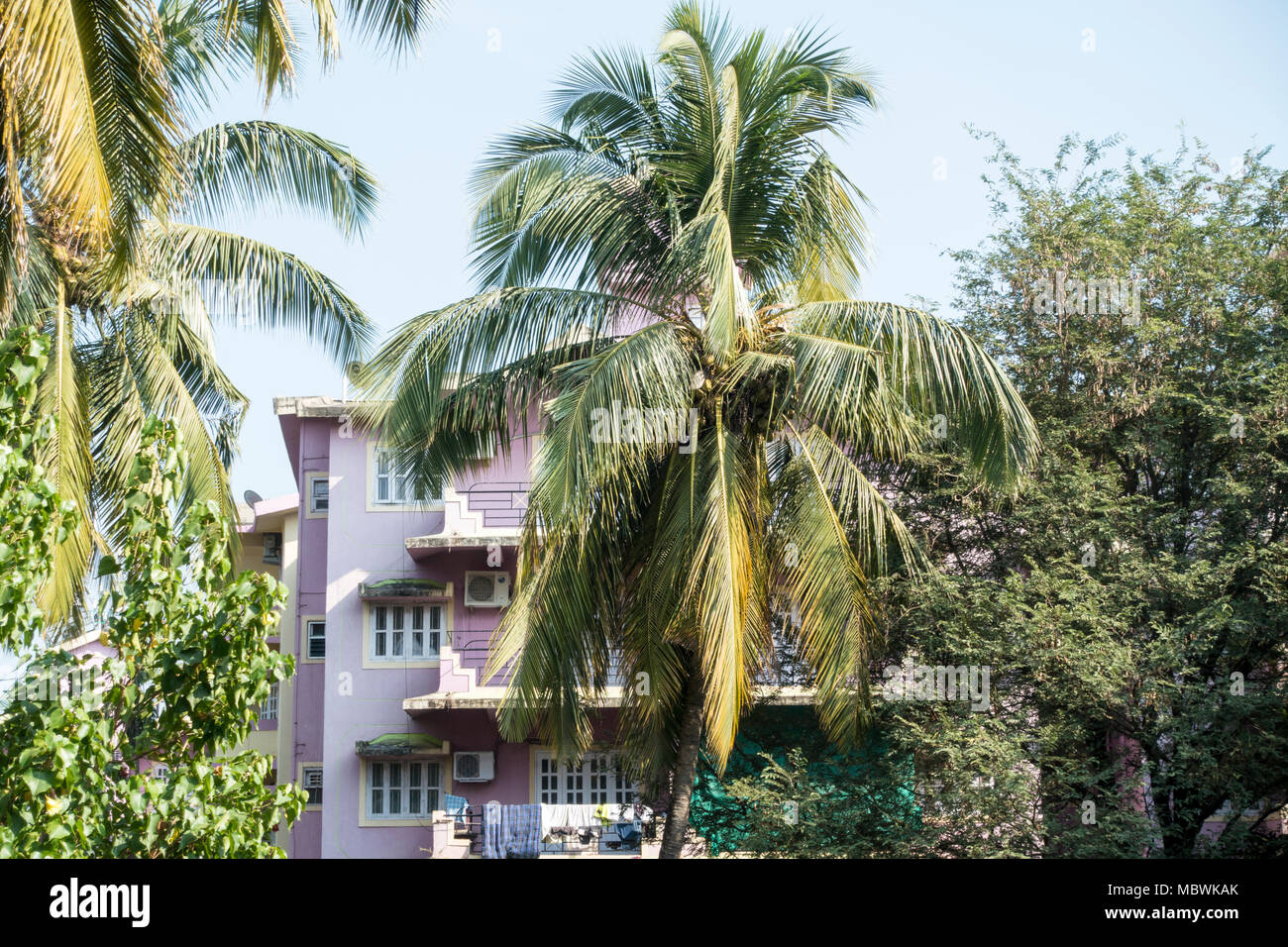 Goa coconut grove hi-res stock photography and images - Alamy