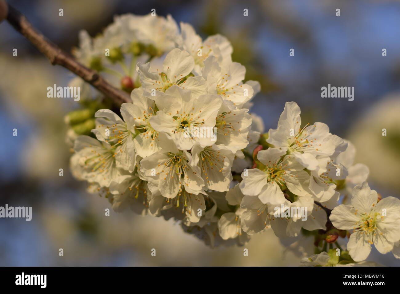 Prunus avium Flowering cherry. Cherry flowers on a tree branch Stock ...