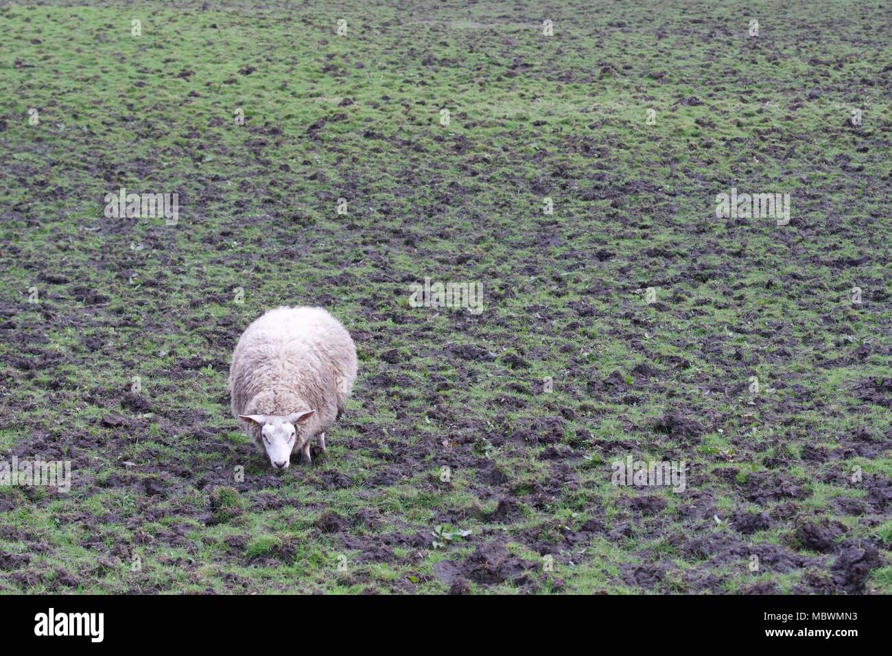 Sheep grazing in a muddy field Stock Photo - Alamy