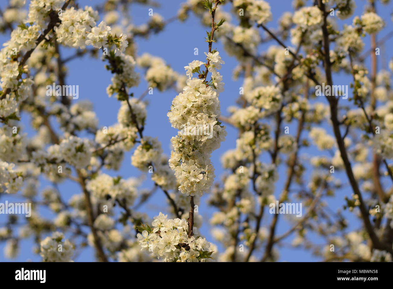 Prunus avium Flowering cherry. Cherry flowers on a tree branch Stock ...