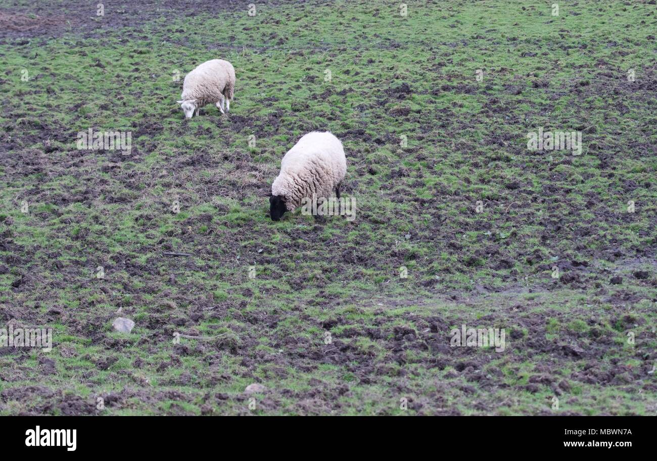 Sheep muddy field hi-res stock photography and images - Alamy