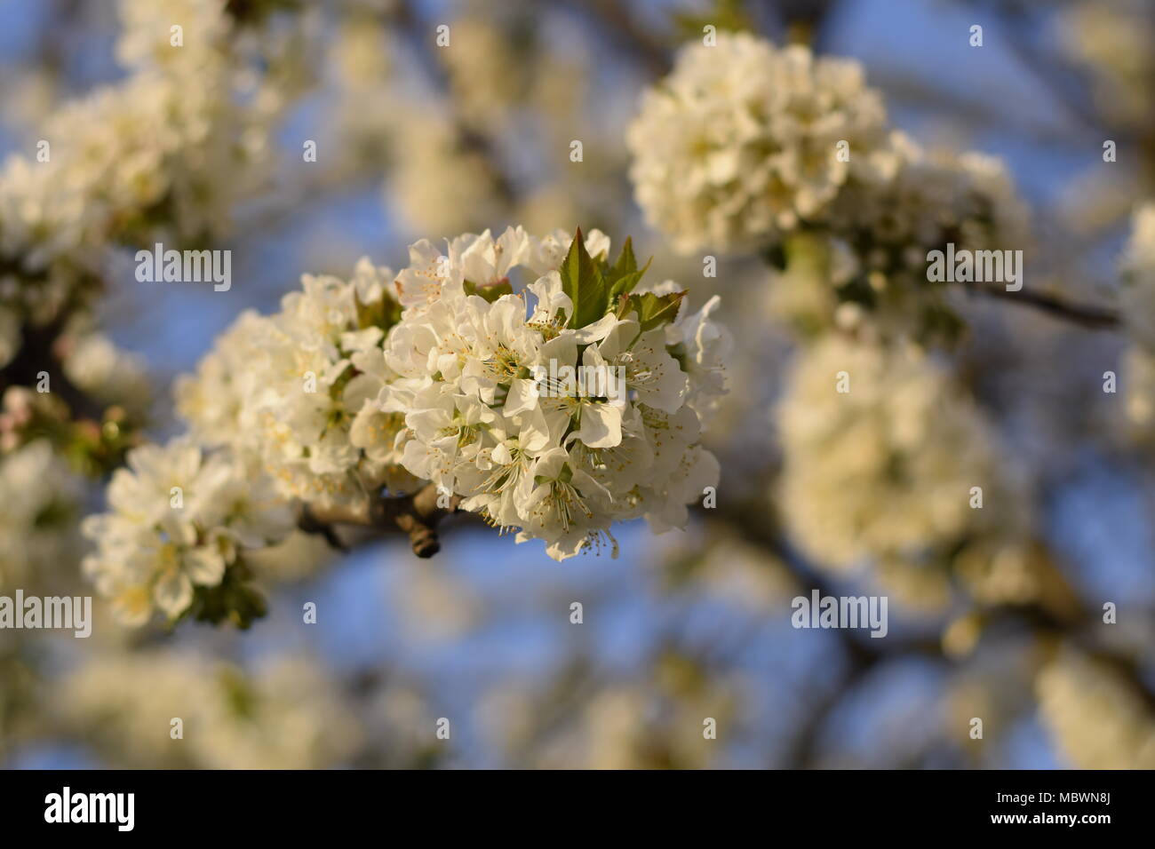 Prunus avium Flowering cherry. Cherry flowers on a tree branch Stock ...