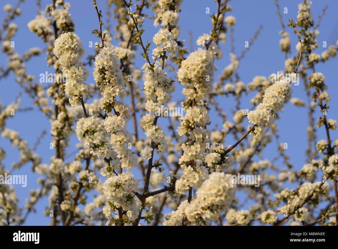 Prunus avium Flowering cherry. Cherry flowers on a tree branch Stock ...