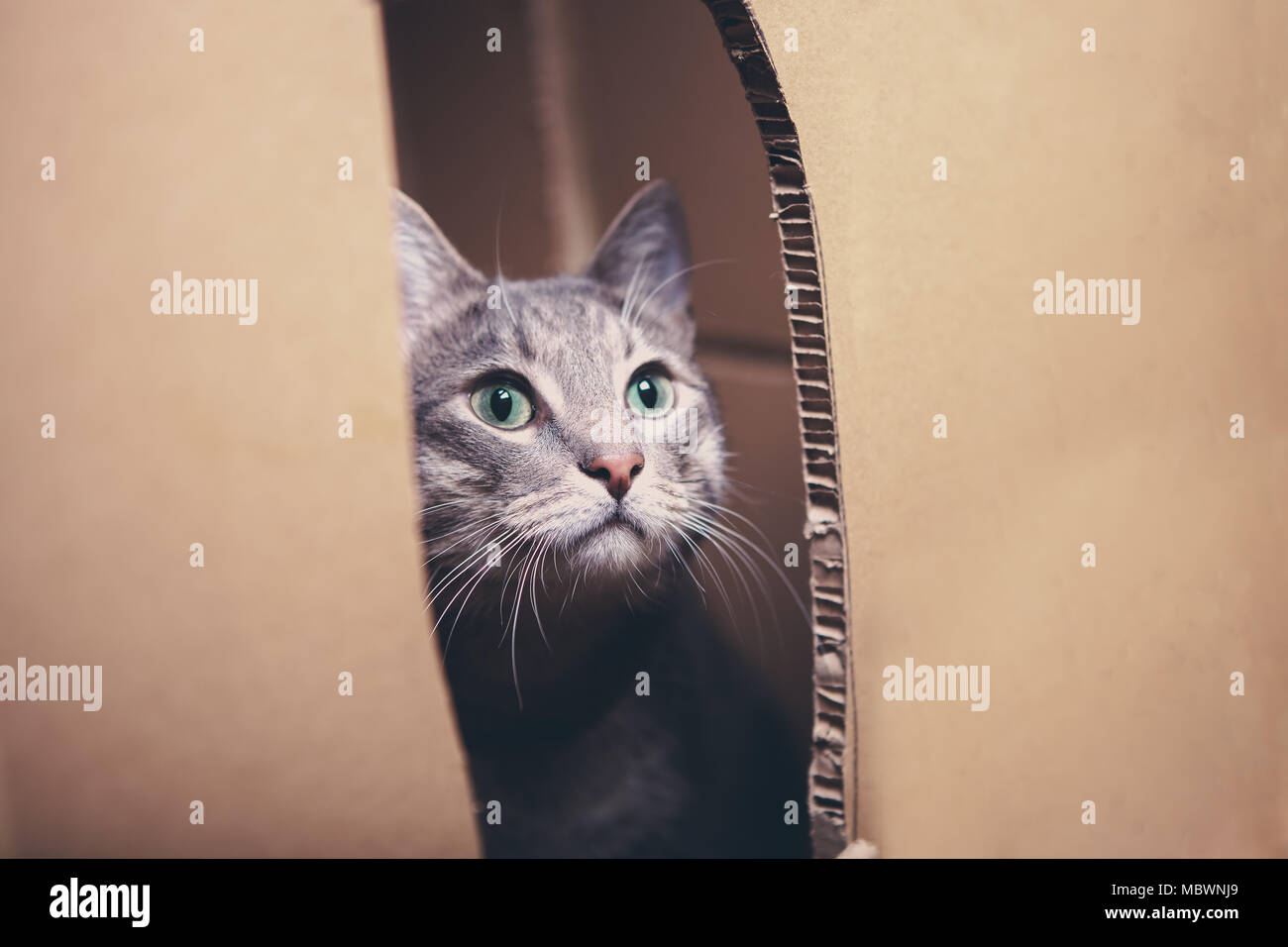 Cat box slit hi-res stock photography and images - Alamy