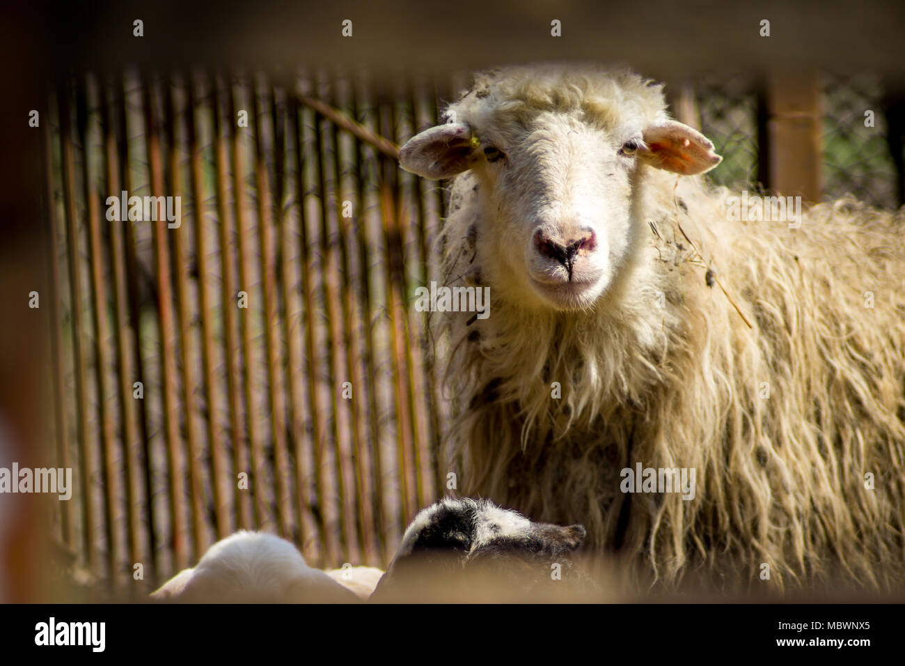 Leaping sheep hi-res stock photography and images - Alamy