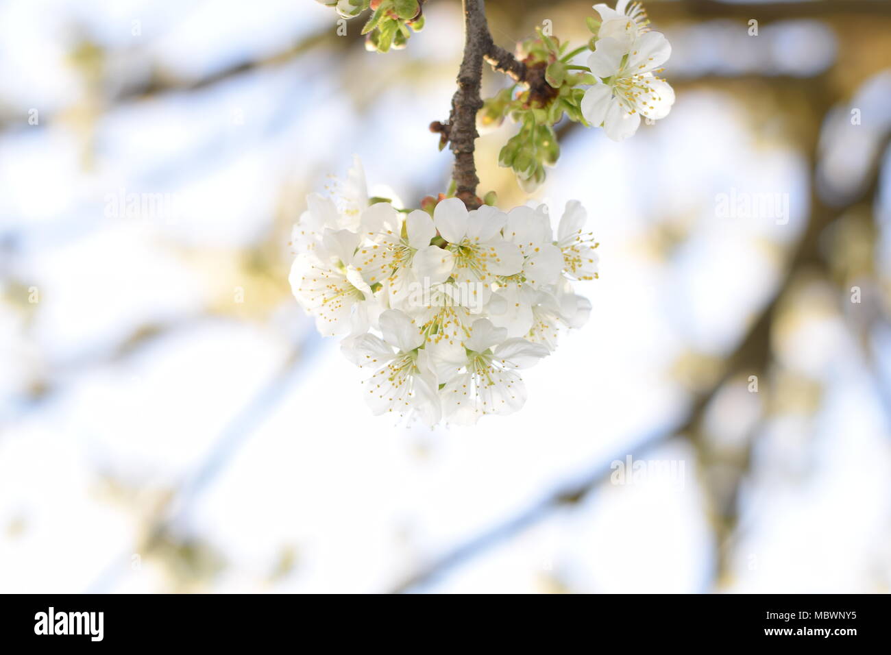 Prunus avium Flowering cherry. Cherry flowers on a tree branch Stock ...