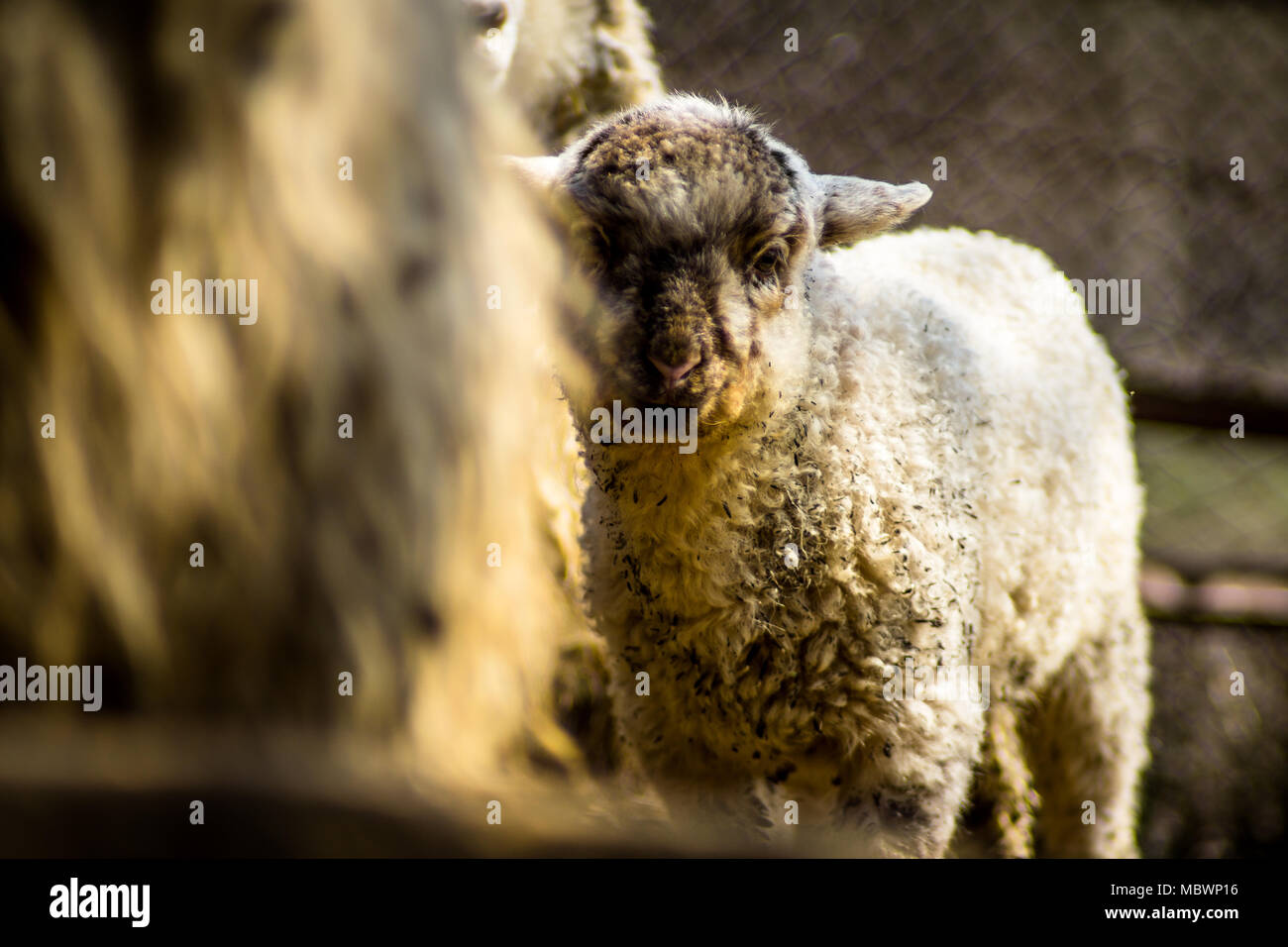 A newborn baby lamb on a farm Stock Photo - Alamy