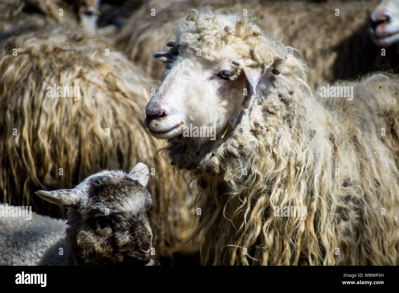 Leaping sheep hi-res stock photography and images - Alamy