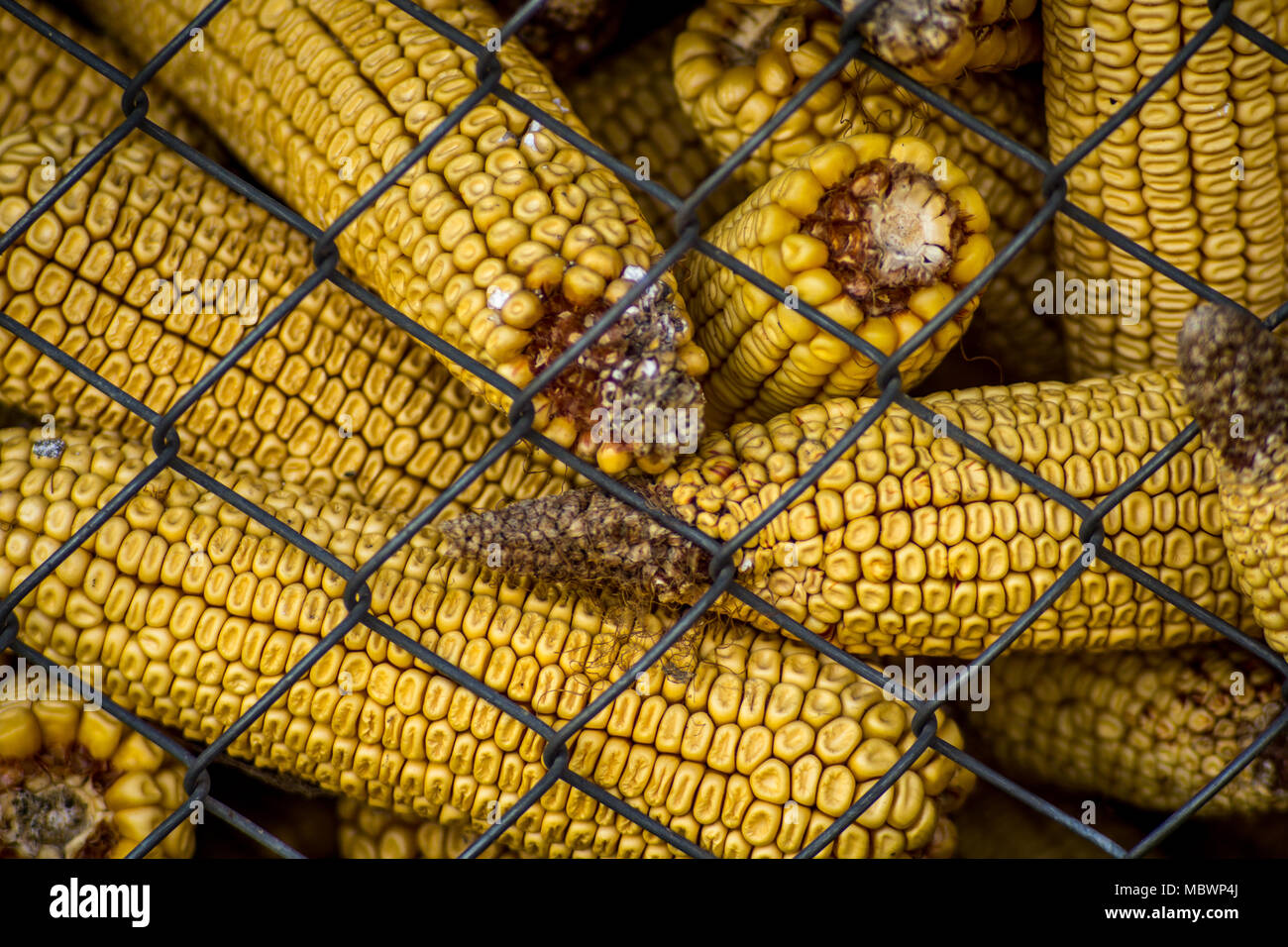 Harvested corn in a barn. Traditional rural corn barn in Europe Stock ...