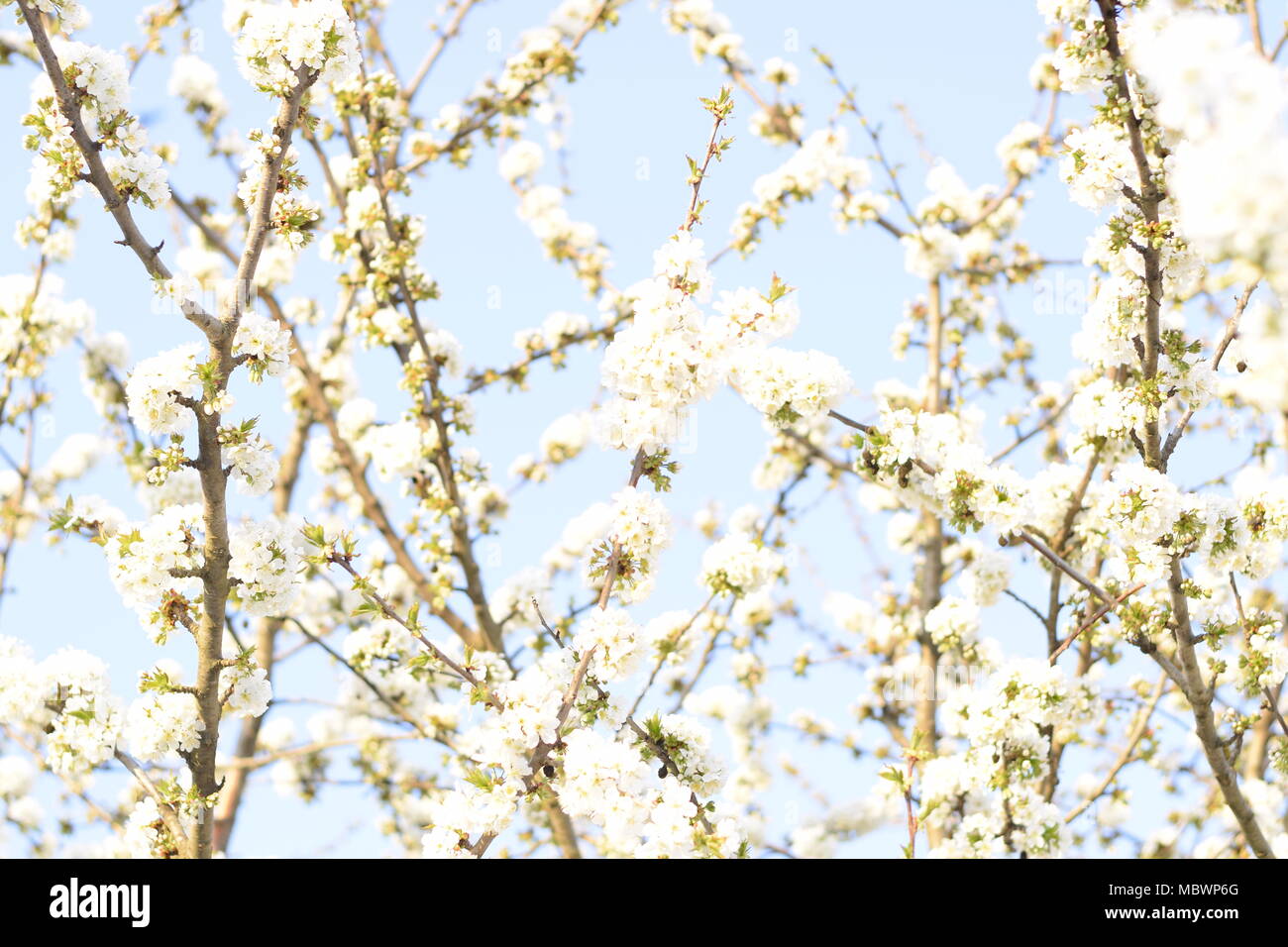 Prunus avium Flowering cherry. Cherry flowers on a tree branch Stock ...