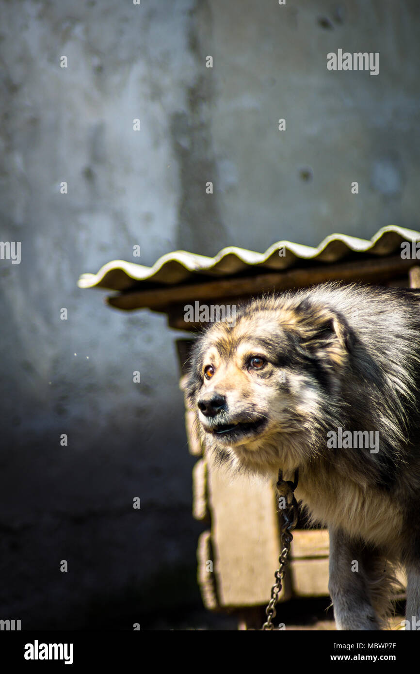 Frightened dog hi-res stock photography and images - Alamy