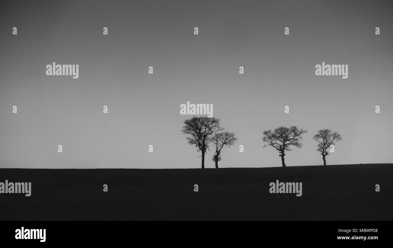 Simple view of four shapely trees with bare branches on the horizon in ...