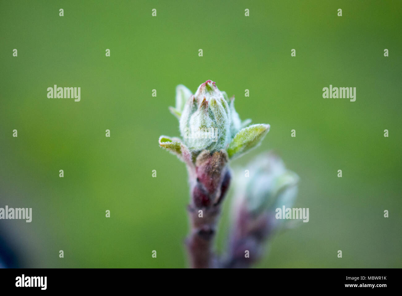 apple bud on an orchard in april, image Stock Photo - Alamy