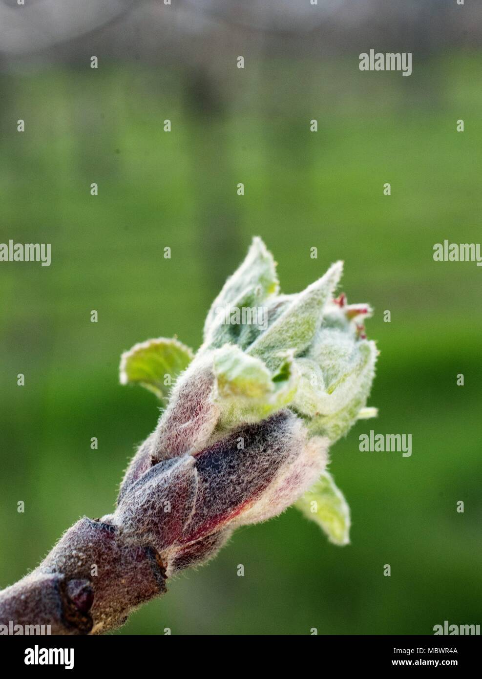 apple bud on an orchard in april, image Stock Photo - Alamy