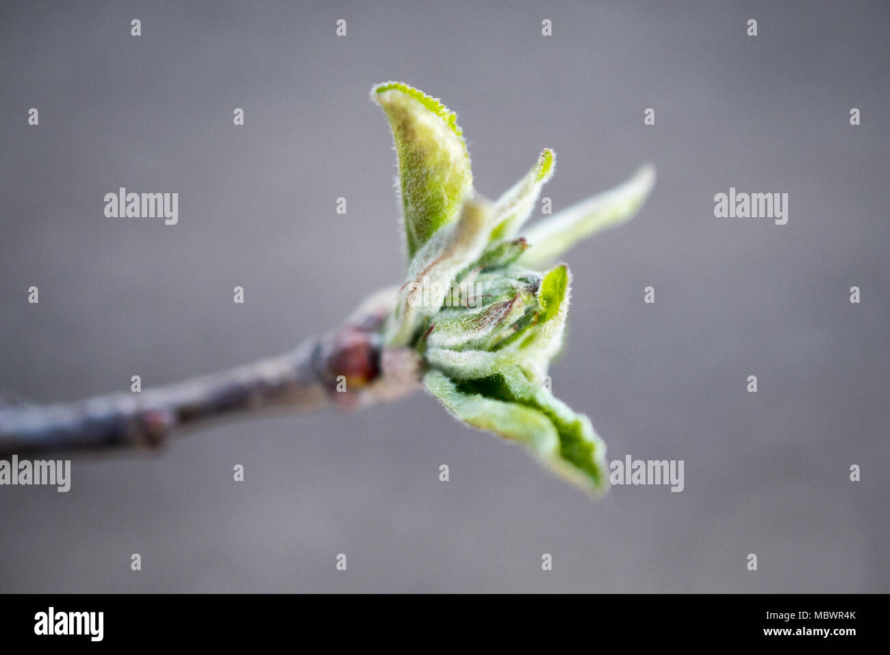 apple bud on an orchard in april, image Stock Photo - Alamy