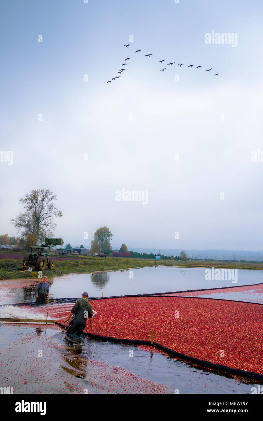 Cranberry farms hi-res stock photography and images - Alamy