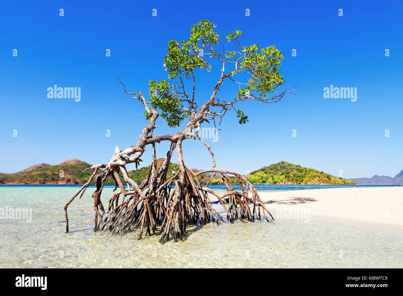 Lonely mangrove tree on the beauty beach Stock Photo - Alamy