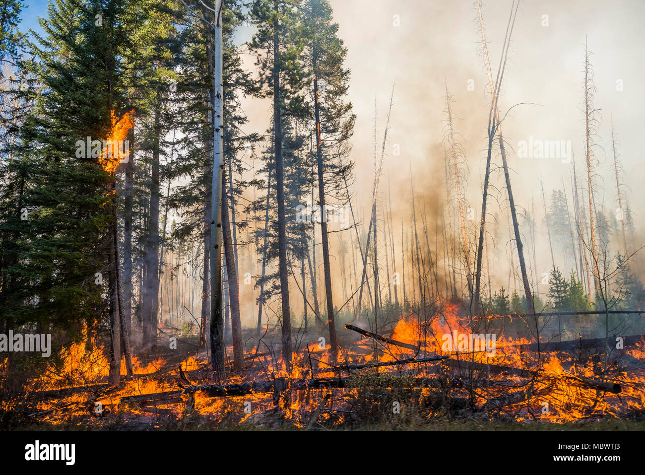 Prescribed burn alongside the Bow Valley Parkway, Banff National Park ...