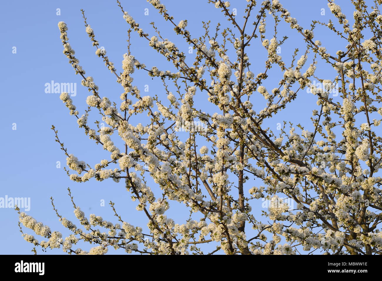 Prunus avium Flowering cherry. Cherry flowers on a tree branch Stock ...