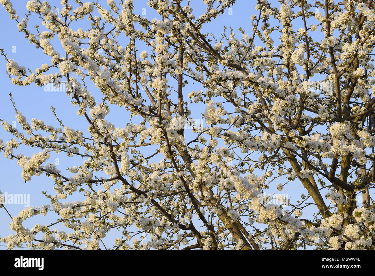 Prunus avium Flowering cherry. Cherry flowers on a tree branch Stock ...