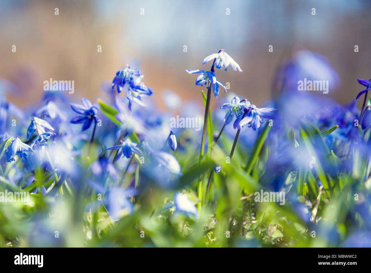 Blue flowers of Siberian squill (Scilla siberica Stock Photo - Alamy