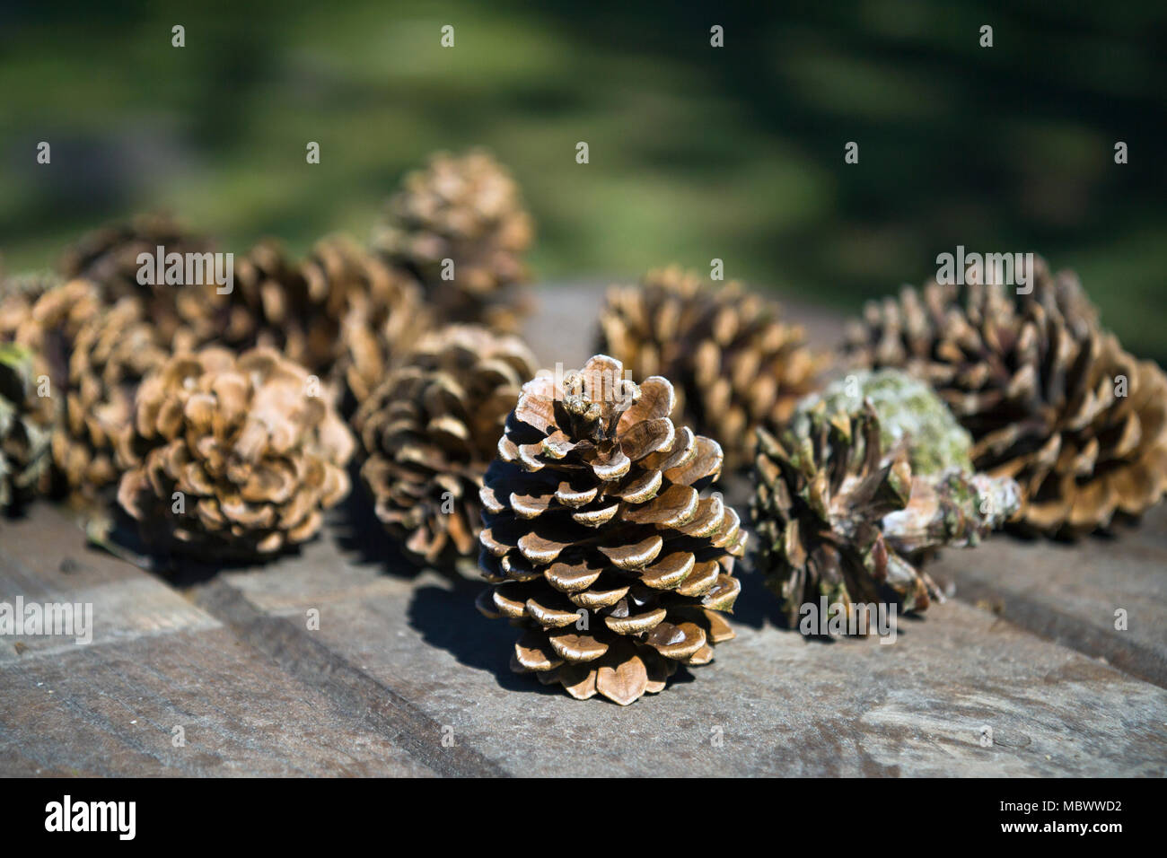 Conifer cones hi-res stock photography and images - Alamy