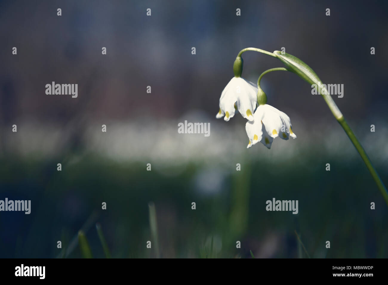 Spring snowflake (Leucojum vernum) flowers Stock Photo - Alamy