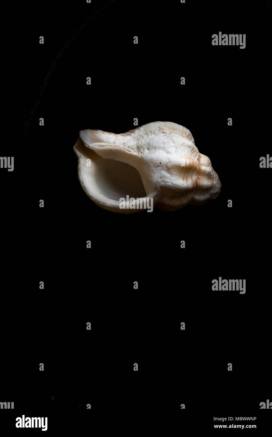 Empty shell of old snail on black background Stock Photo - Alamy