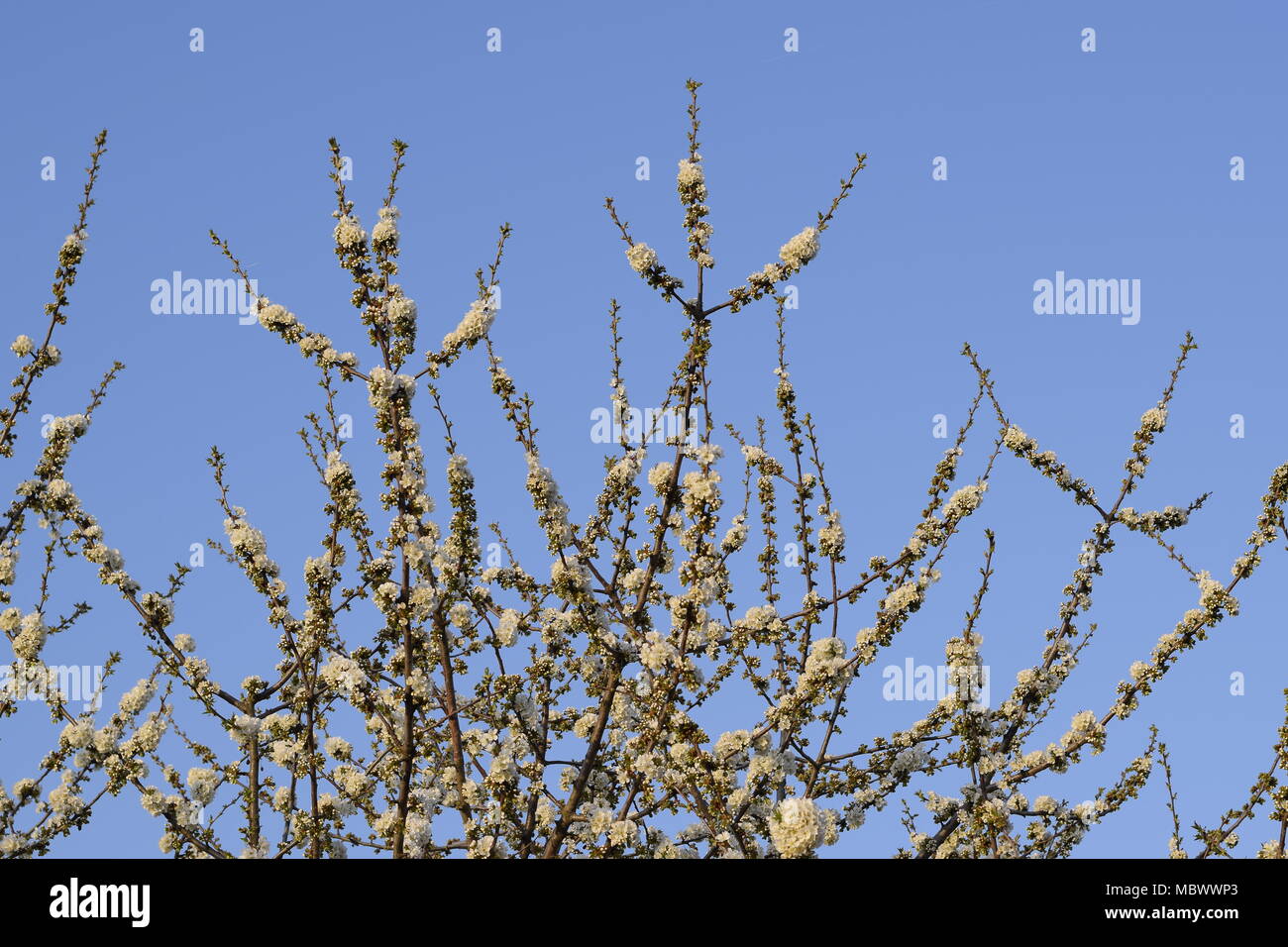 Prunus avium Flowering cherry. Cherry flowers on a tree branch Stock ...