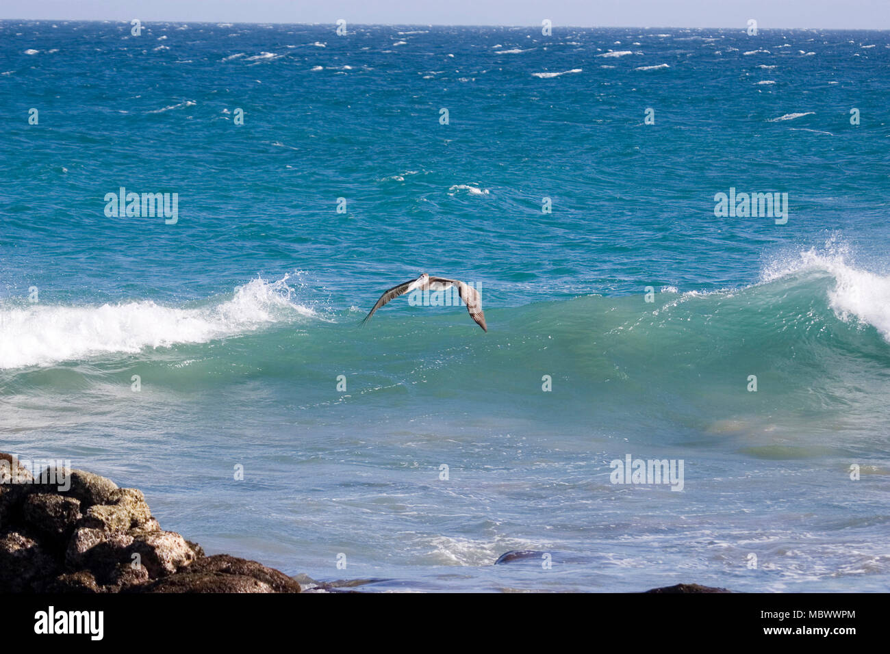 pelican flying low Stock Photo - Alamy