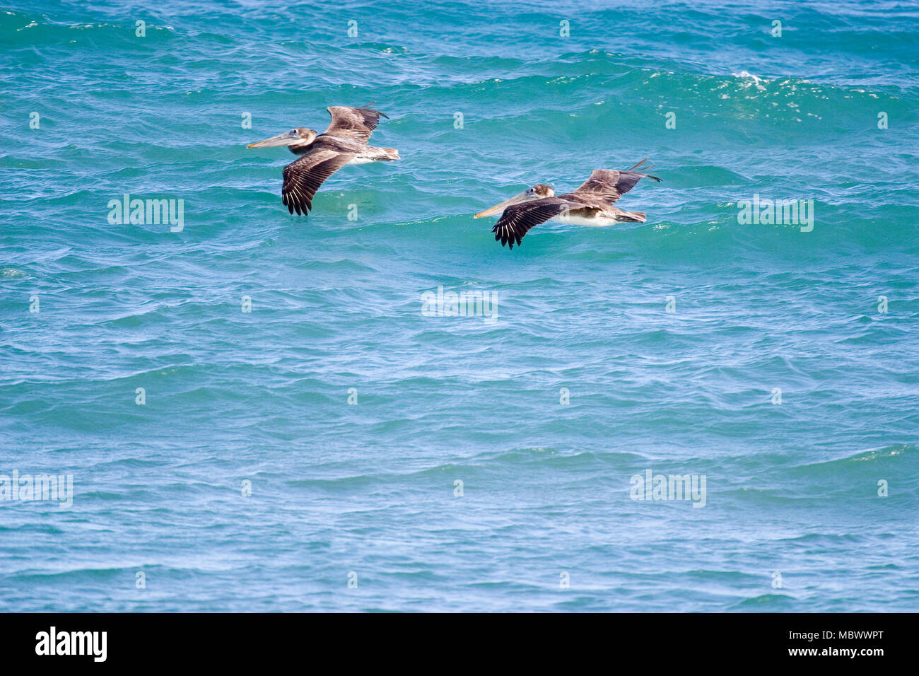 two pelicans flying together Stock Photo - Alamy