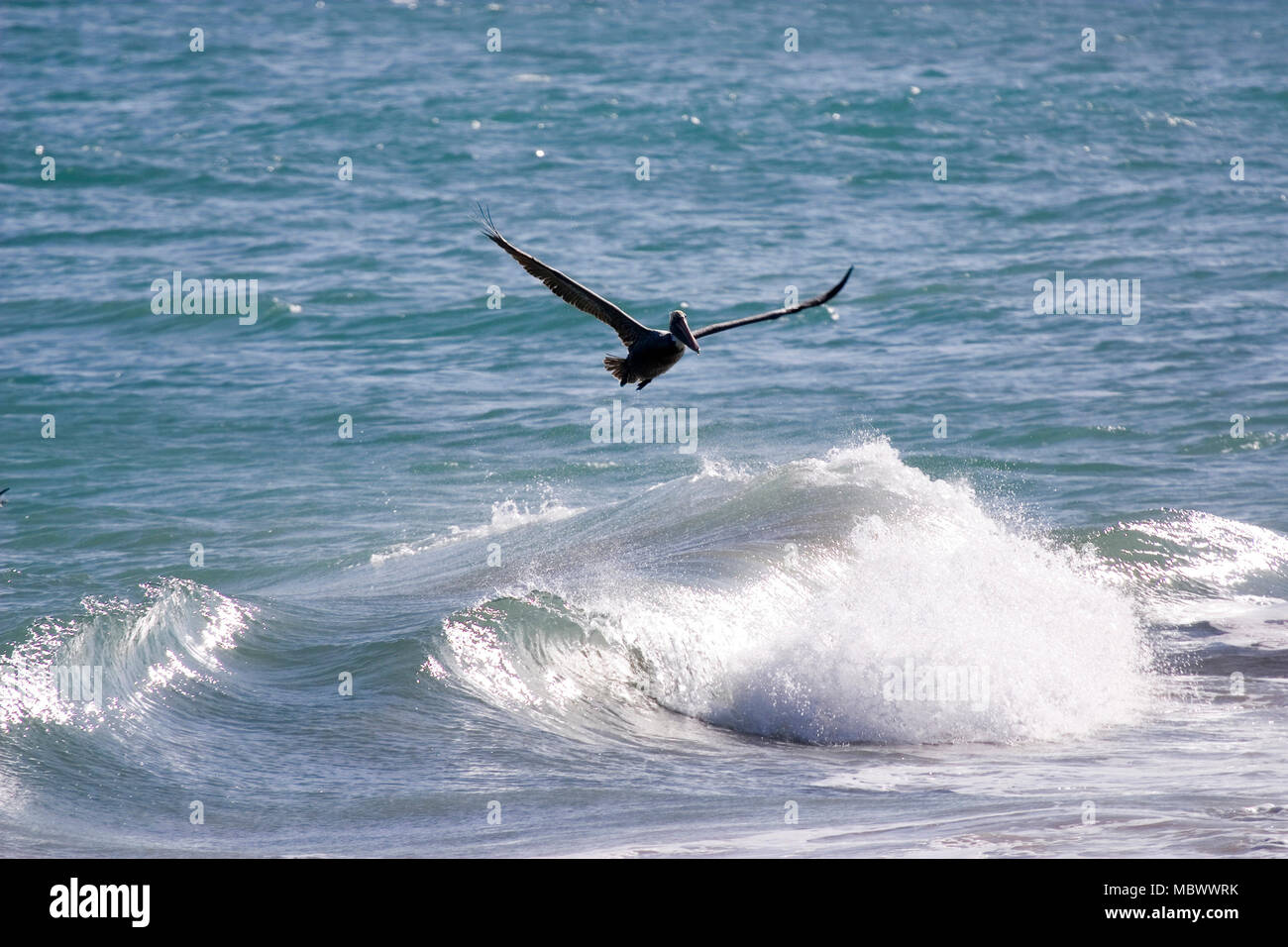 pelican flying low Stock Photo - Alamy