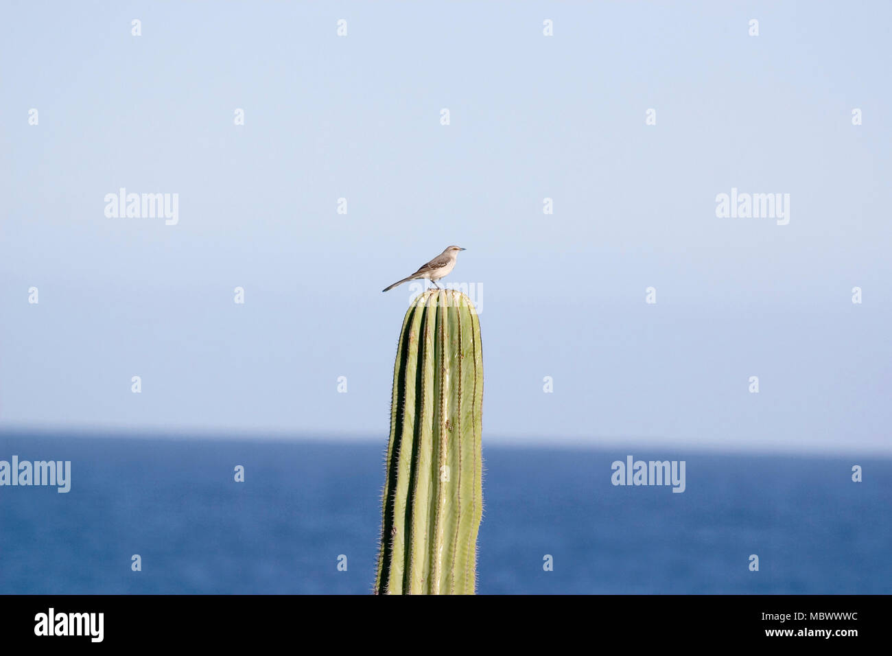 bird on a cactus Stock Photo - Alamy