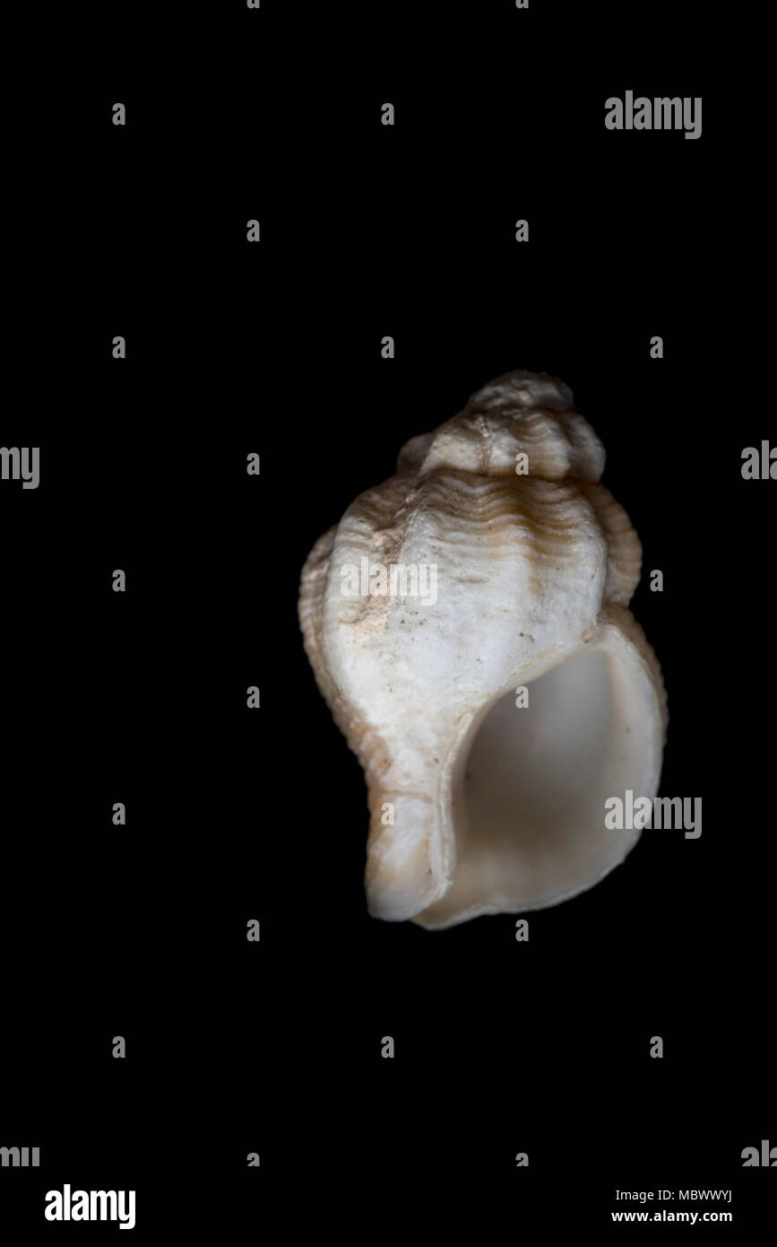 Black shell hi-res stock photography and images - Alamy